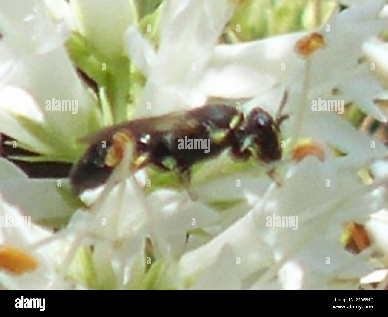 Masked Bees (Hylaeus Stock Photo - Alamy