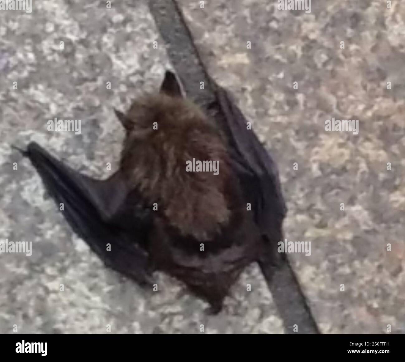 Evening Bats (Vespertilionidae Stock Photo - Alamy