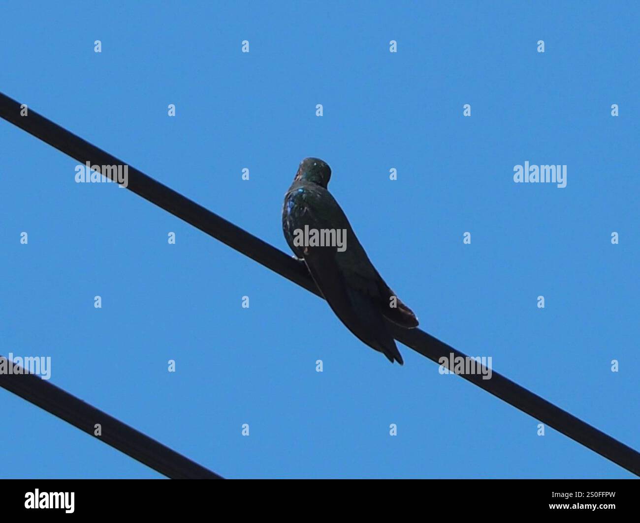 Sparkling Violetear (Colibri coruscans Stock Photo - Alamy