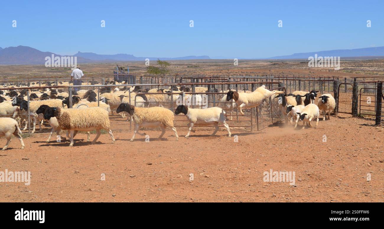 Farmers of namaqualand hi-res stock photography and images - Alamy