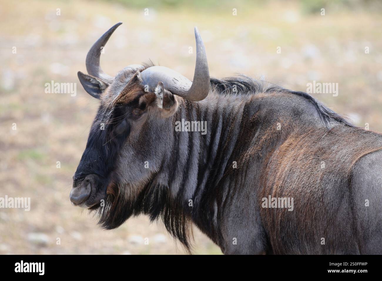 Head of Blue wildebeest (Connochaetes) at Darling on the West Coast of ...