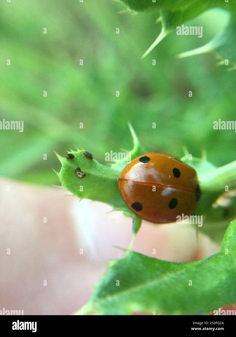 Seven-spotted Lady Beetle (Coccinella septempunctata Stock Photo - Alamy