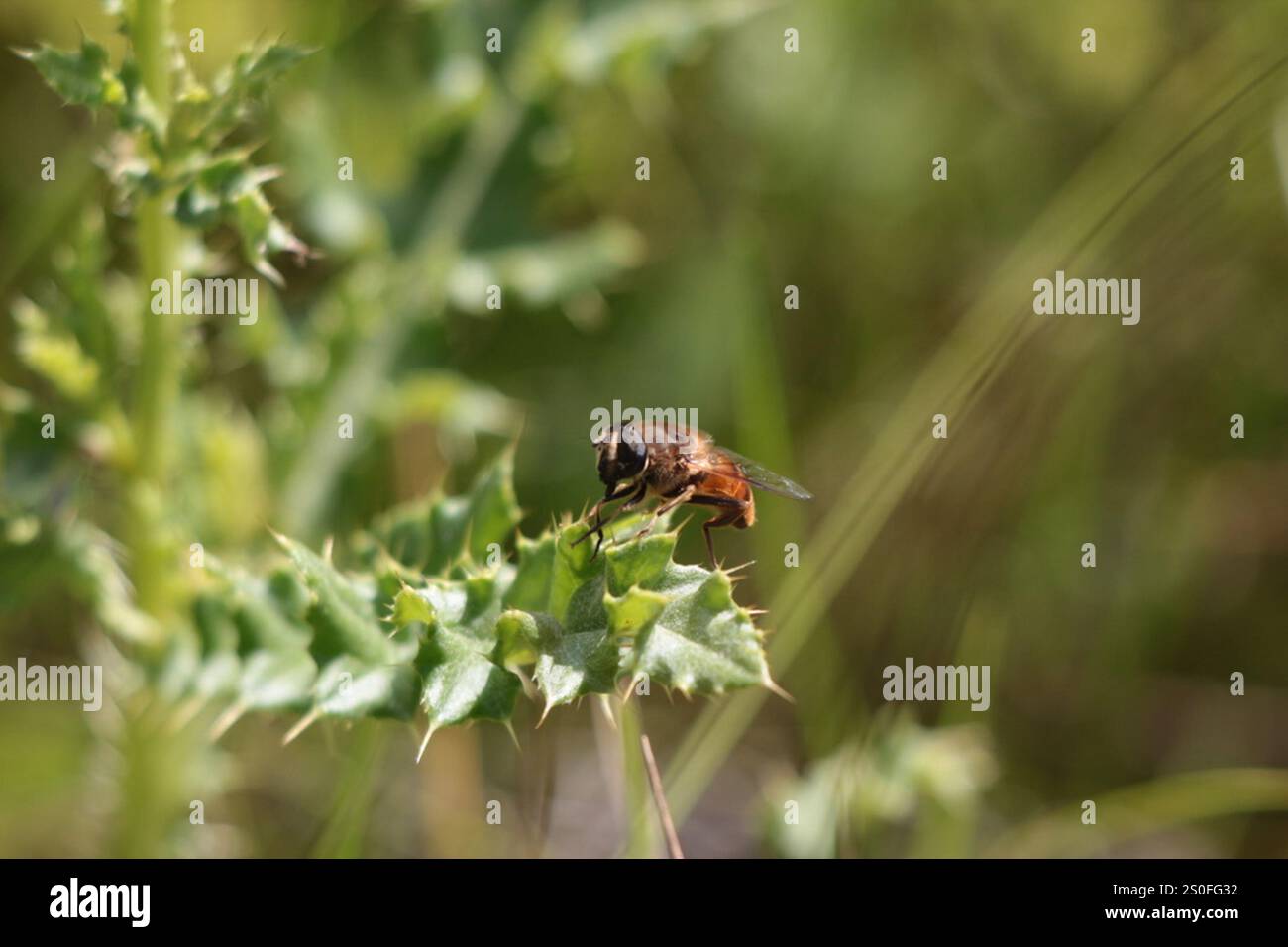 Common Drone Fly (Eristalis tenax Stock Photo - Alamy