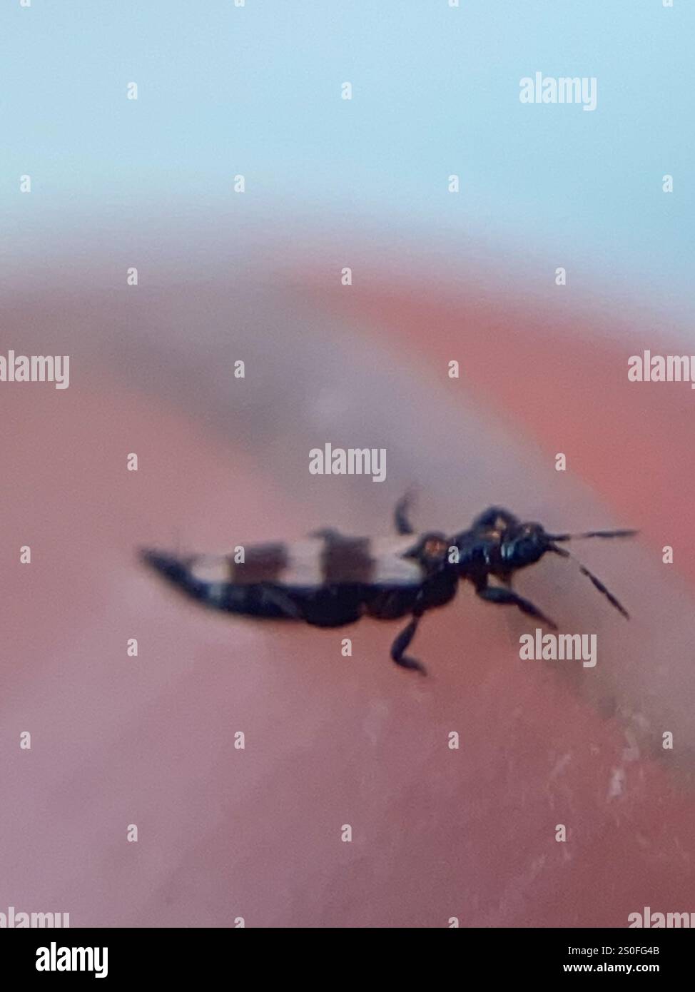 Banded Thrips (Aeolothrips fasciatus Stock Photo - Alamy