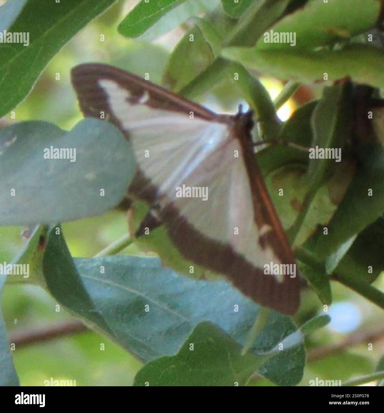 Box Tree Moth (Cydalima perspectalis Stock Photo - Alamy