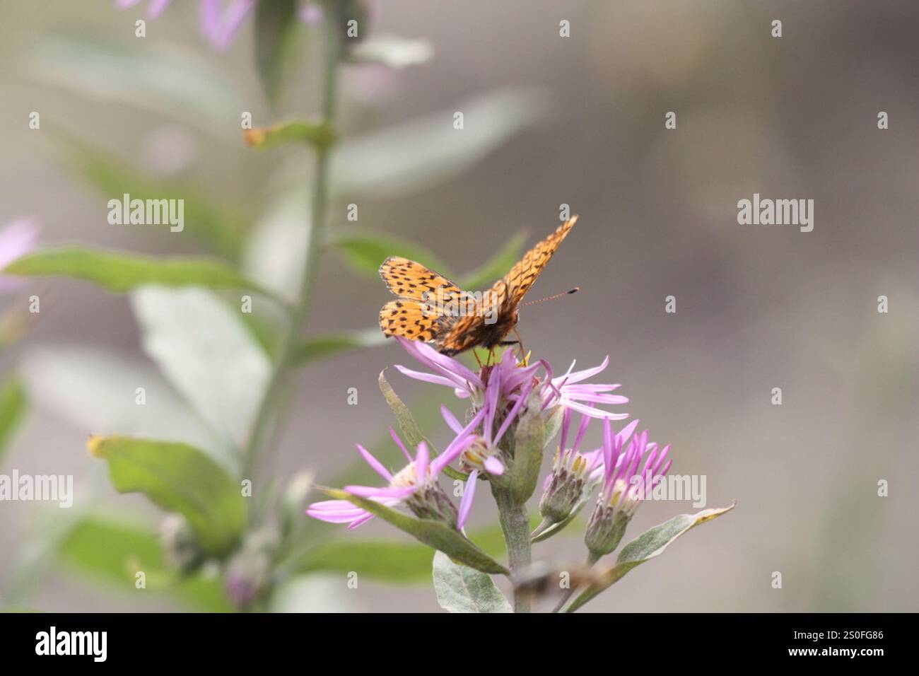 Arctic Fritillary (Boloria chariclea Stock Photo - Alamy