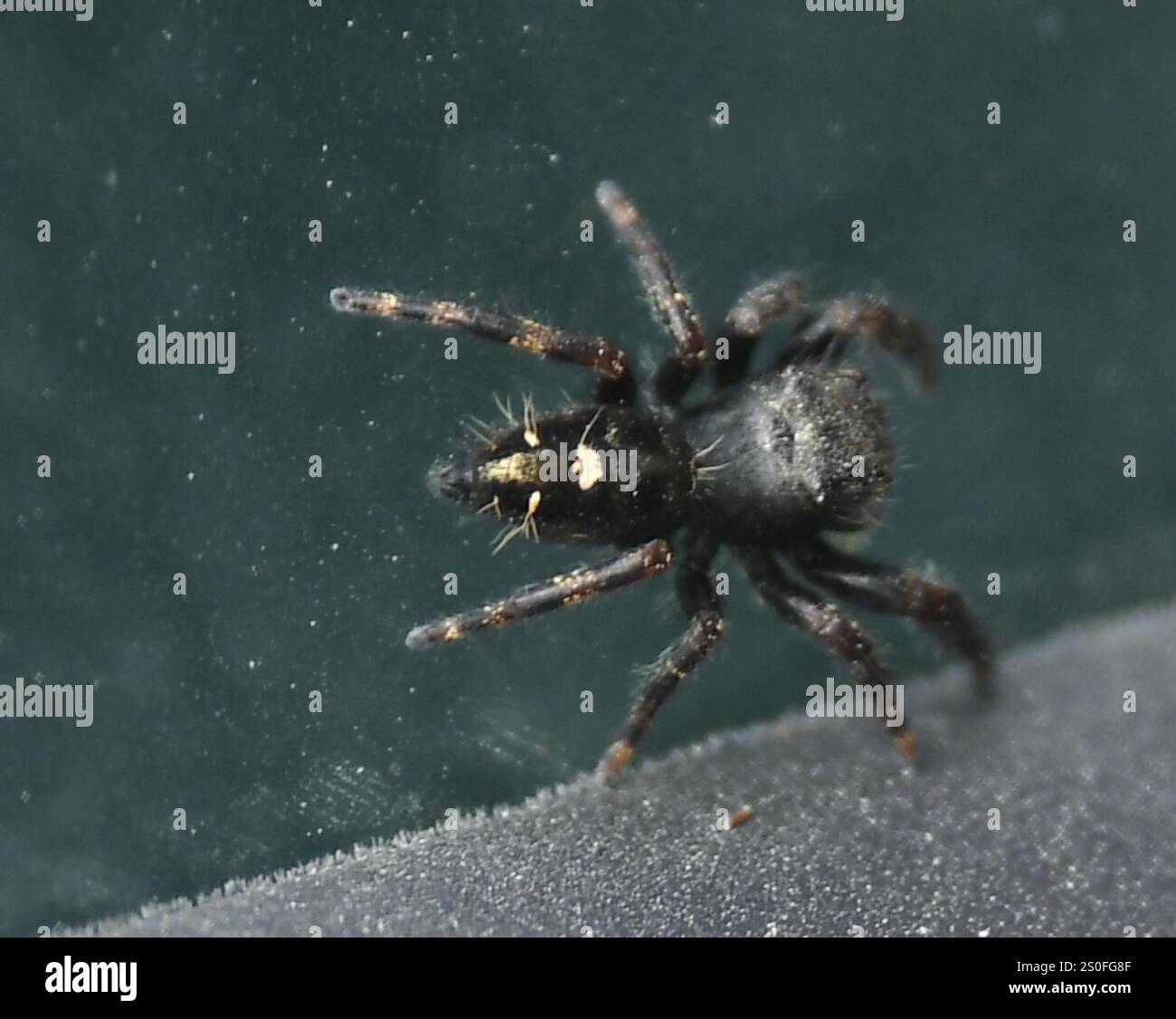 Bold Jumping Spider (Phidippus audax Stock Photo - Alamy