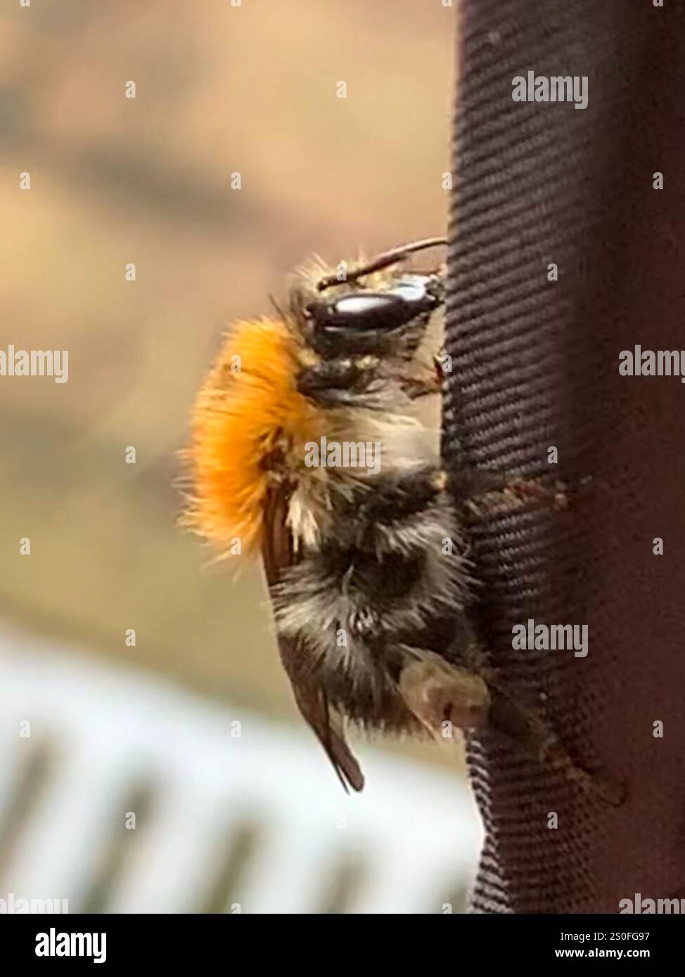 Common Carder Bumble Bee (Bombus pascuorum Stock Photo - Alamy