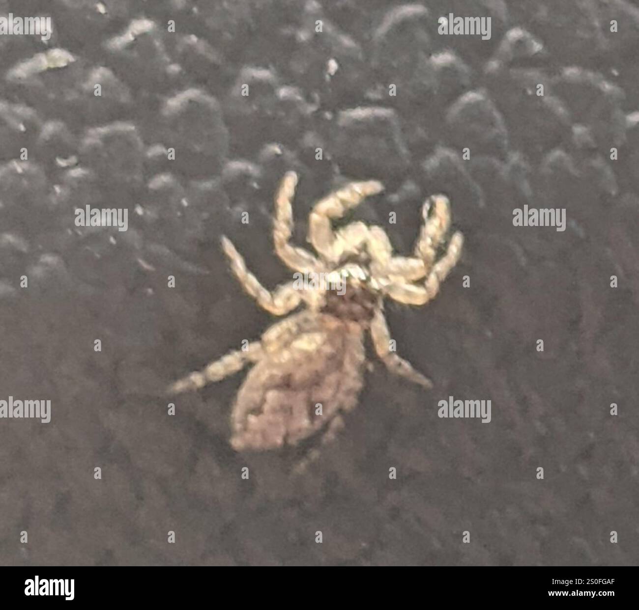 Tan Jumping Spider (Platycryptus undatus Stock Photo - Alamy