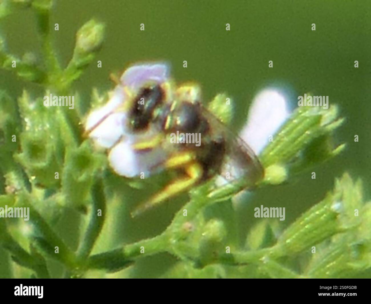 Eastern Miner Bee (Calliopsis andreniformis Stock Photo - Alamy