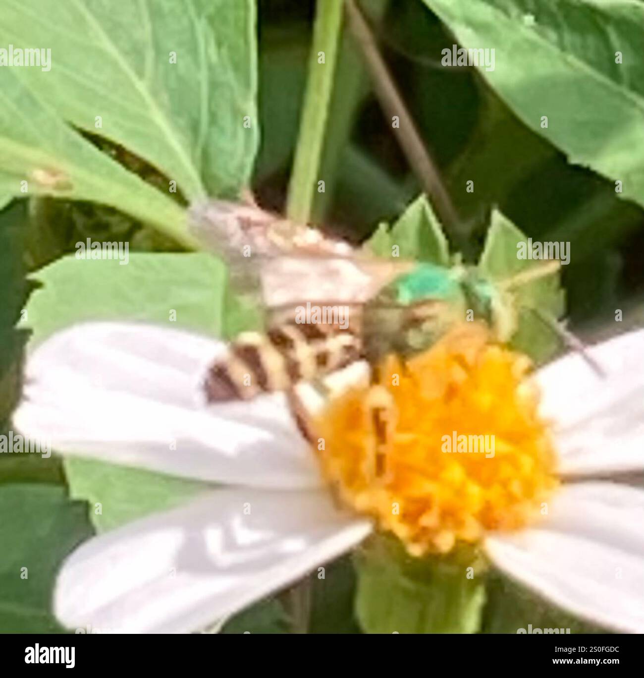 Brown-winged Striped Sweat Bee (Agapostemon splendens Stock Photo - Alamy