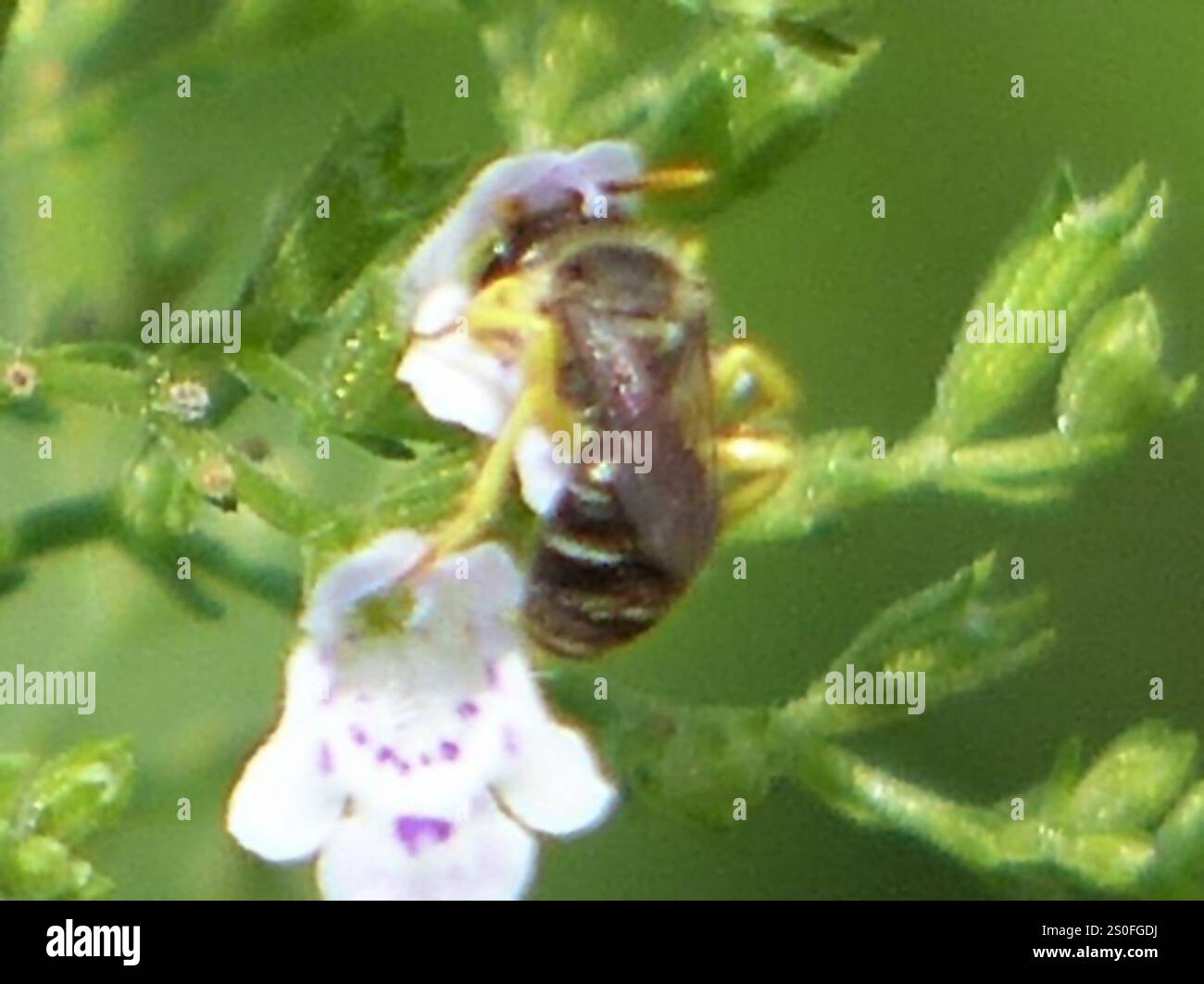 Eastern Miner Bee (Calliopsis andreniformis Stock Photo - Alamy