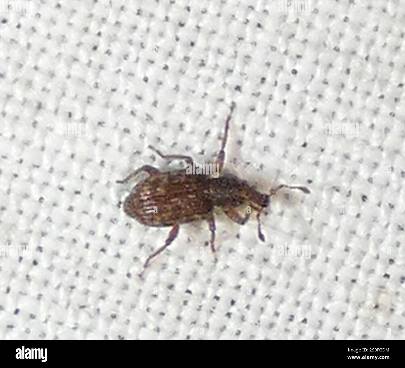 True Weevils (Curculionidae Stock Photo - Alamy