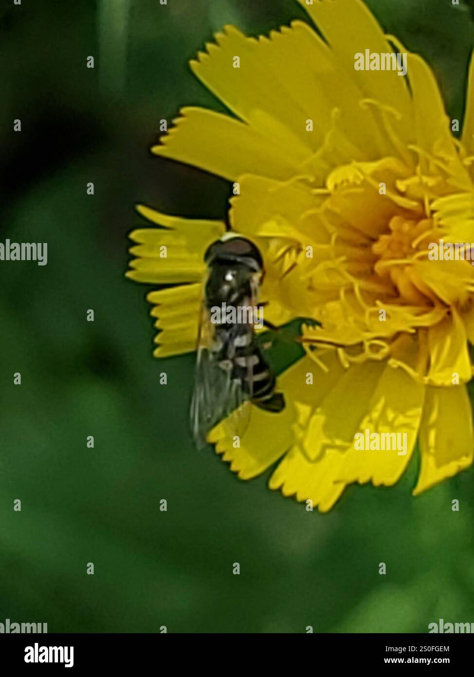 Large-tailed Aphideater (Eupeodes volucris Stock Photo - Alamy