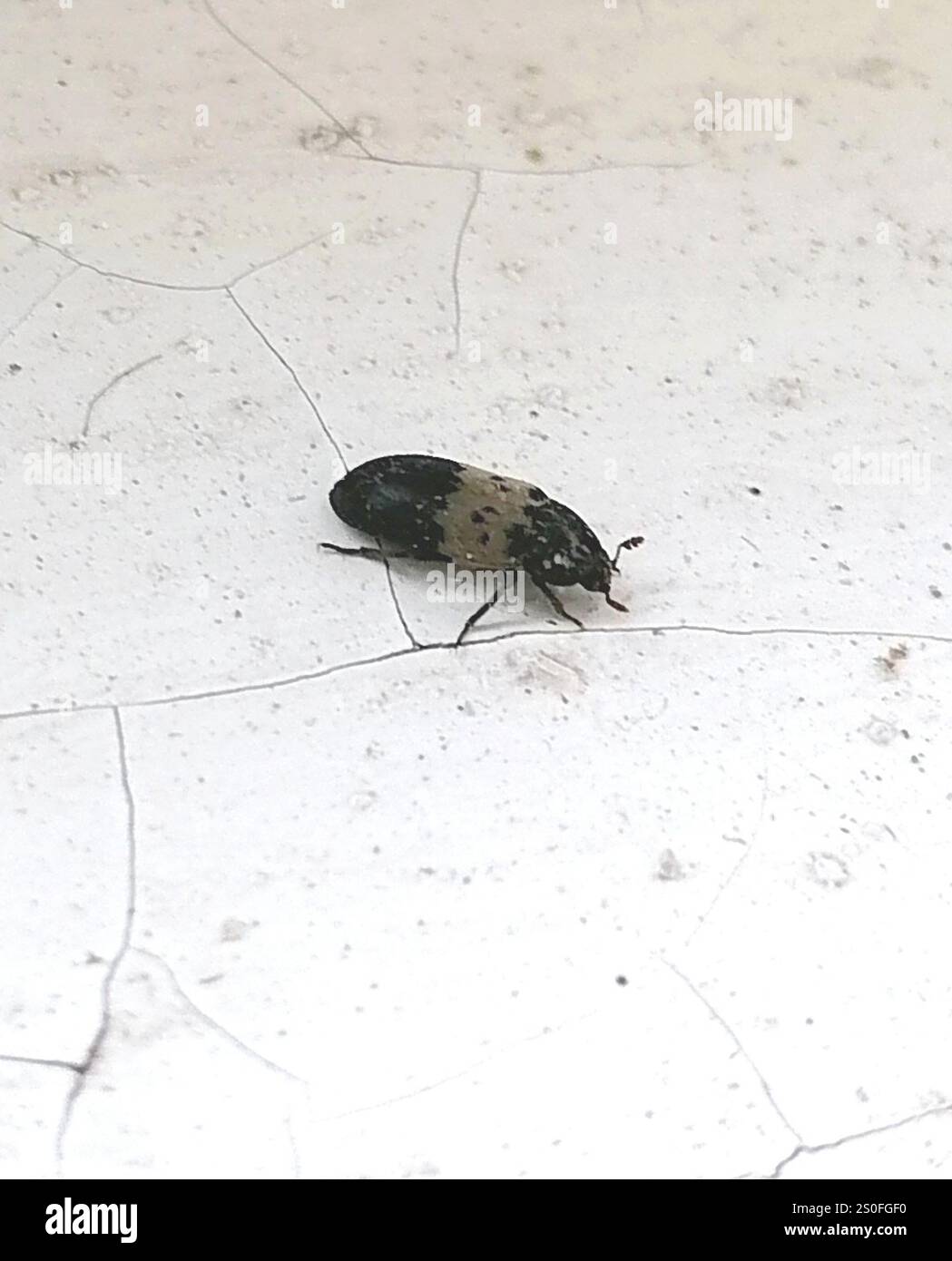 Larder Beetle (Dermestes lardarius Stock Photo - Alamy