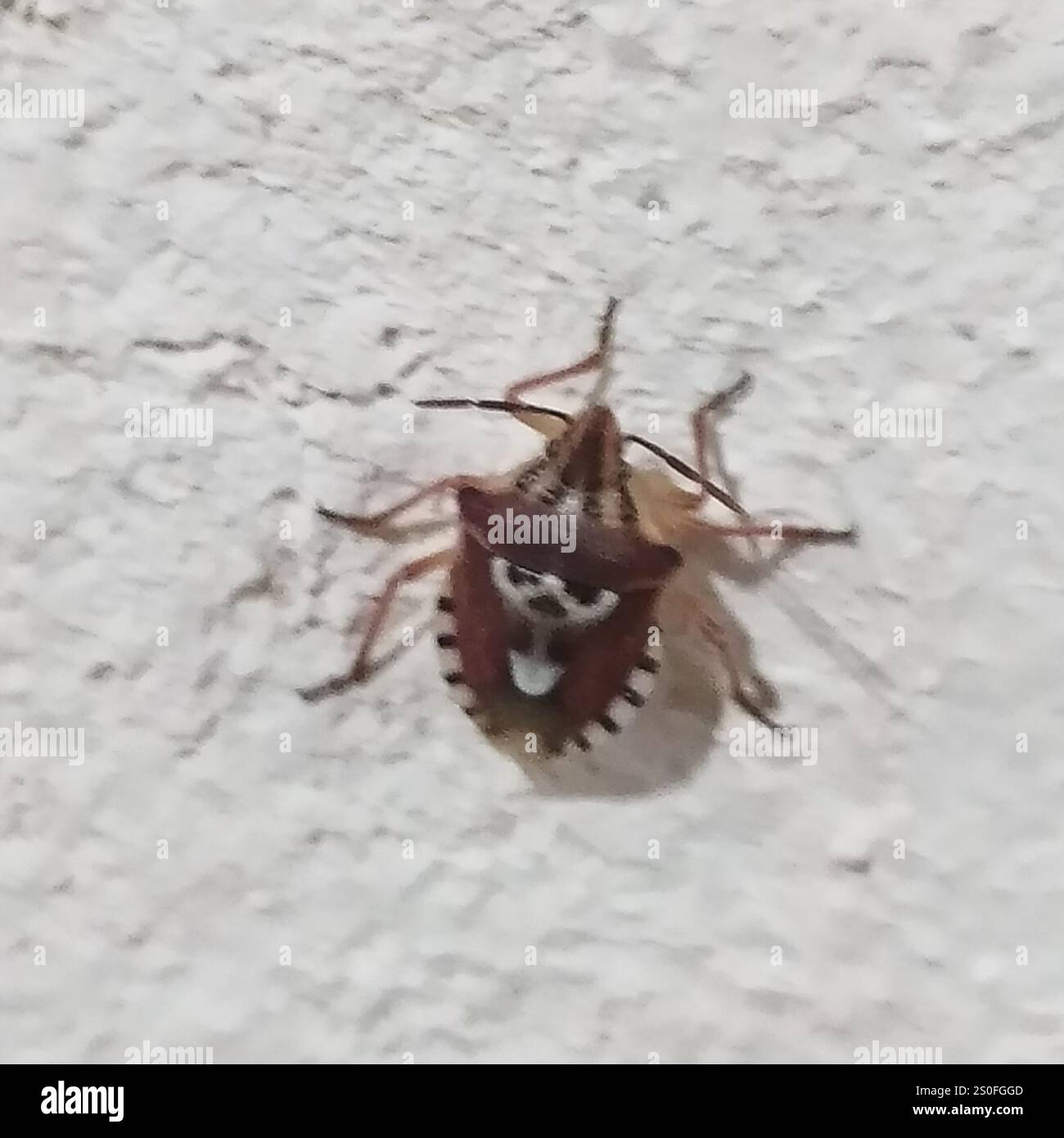 Variegated Fruit Bug (Codophila varia Stock Photo - Alamy