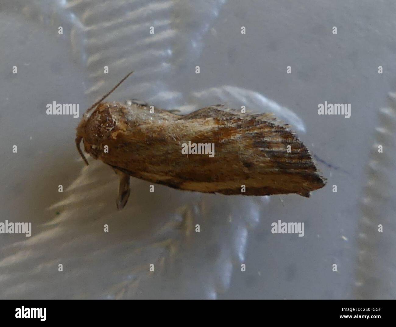 Winged and Once-winged Insects (Pterygota Stock Photo - Alamy