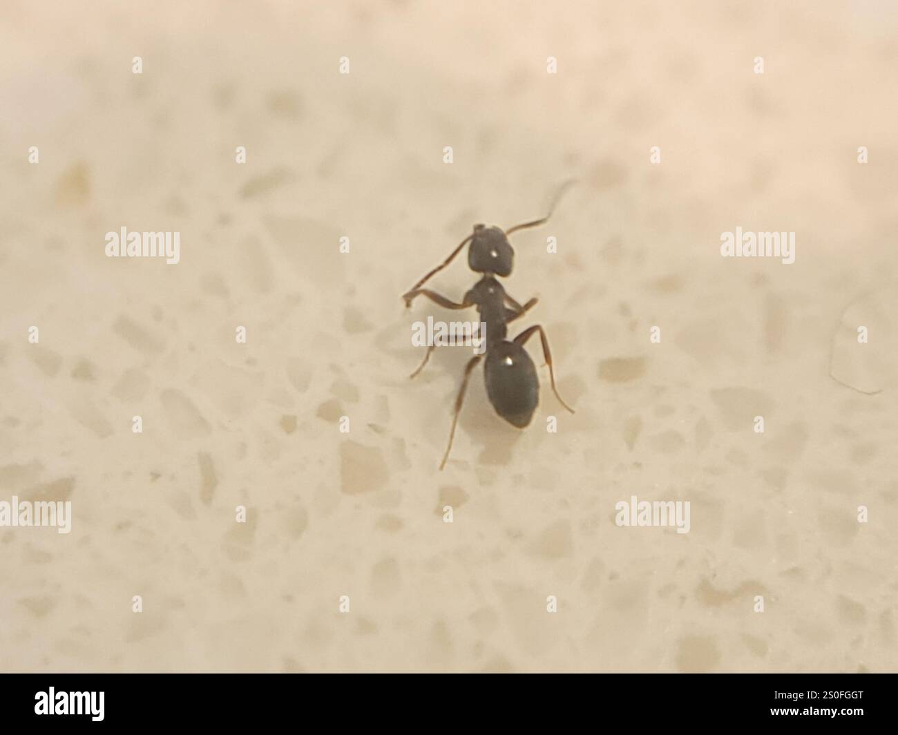 Odorous House Ant (Tapinoma sessile Stock Photo - Alamy
