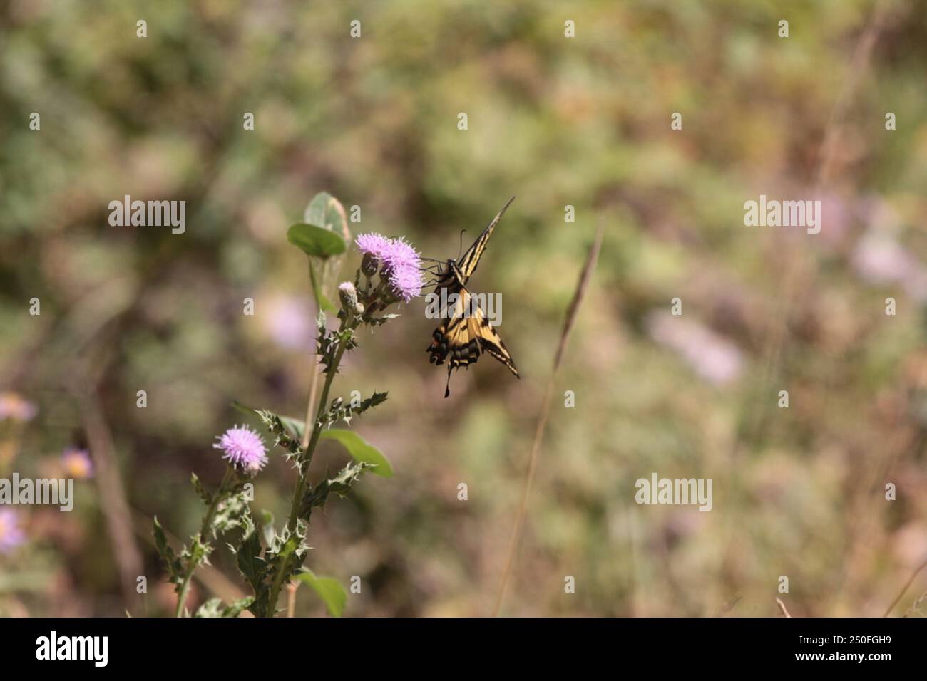 Western Tiger Swallowtail (Papilio rutulus Stock Photo - Alamy