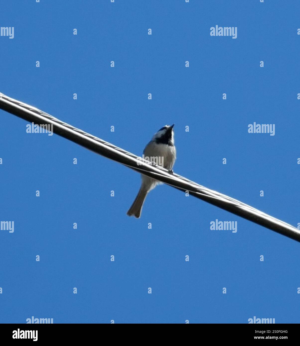 Mountain Chickadee (Poecile gambeli Stock Photo - Alamy