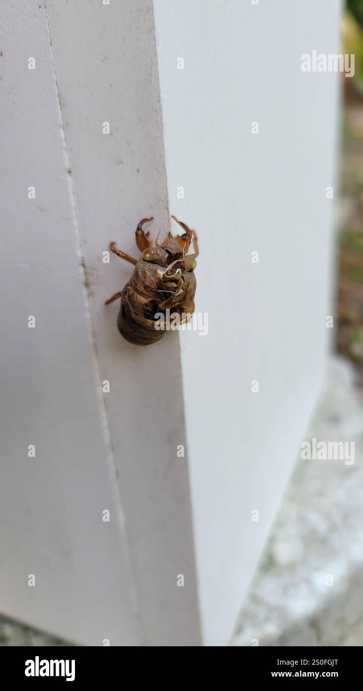 Northern Dog-day Cicada (Neotibicen canicularis Stock Photo - Alamy