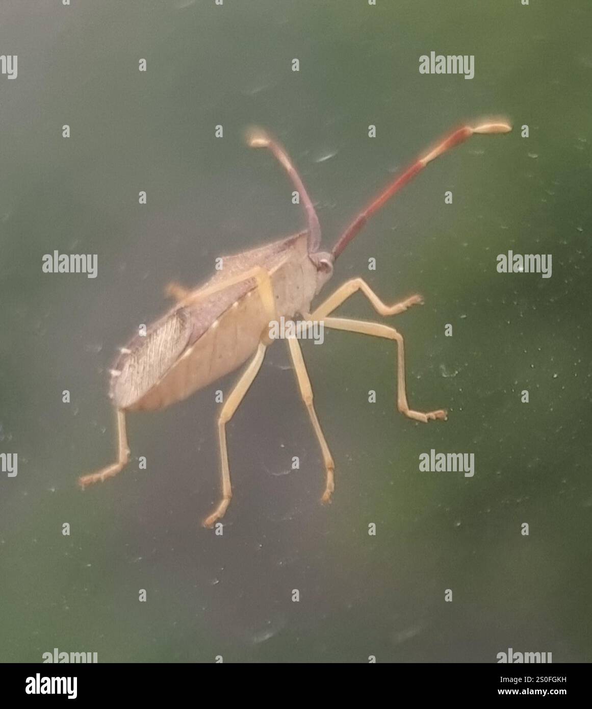 Box Bug (Gonocerus acuteangulatus Stock Photo - Alamy