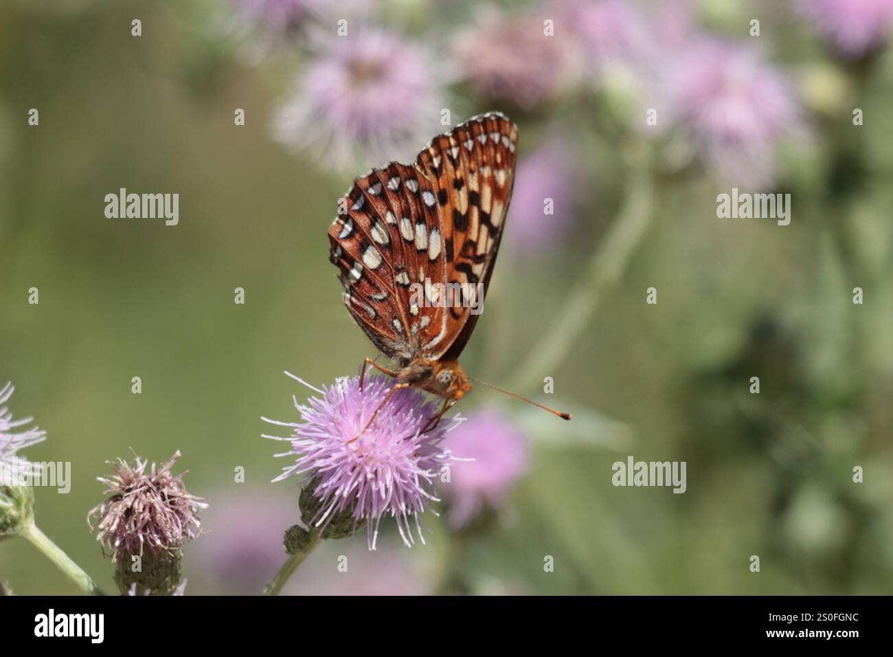 Hydaspe Fritillary (Argynnis hydaspe Stock Photo - Alamy