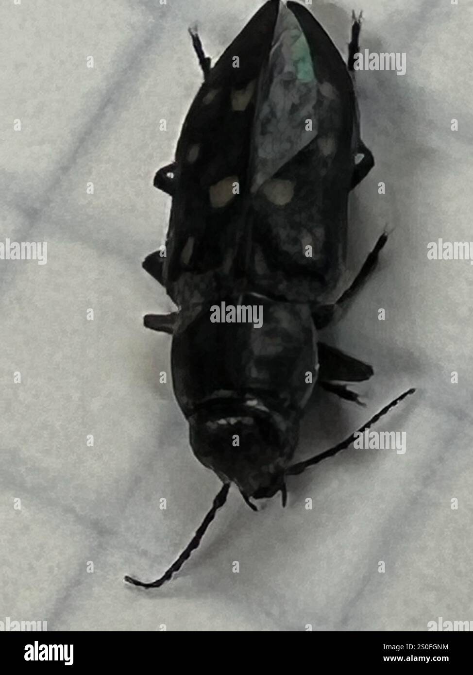 Charcoal beetle hi-res stock photography and images - Alamy