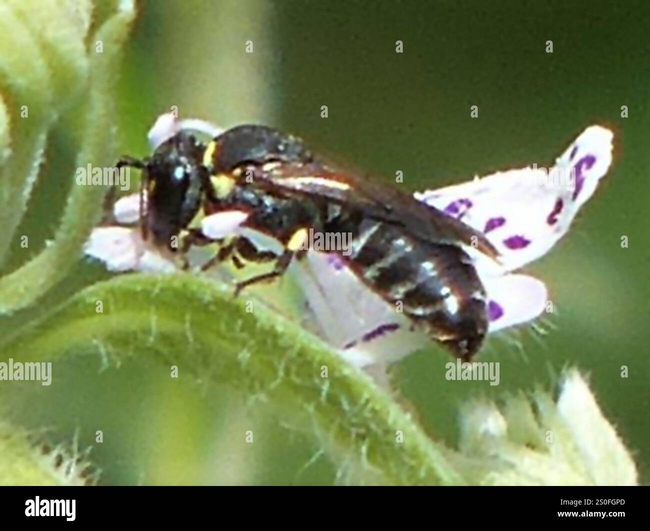 Masked Bees (Hylaeus Stock Photo - Alamy