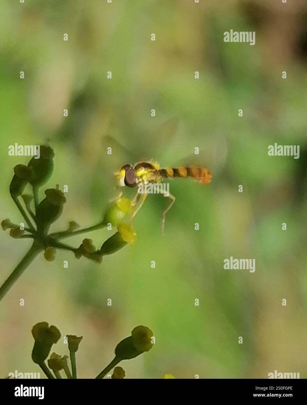 Common Globetail (Sphaerophoria scripta Stock Photo - Alamy