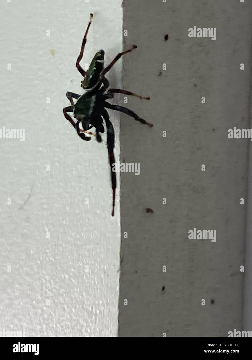 Golden Jumping Spider (Paraphidippus aurantius Stock Photo - Alamy