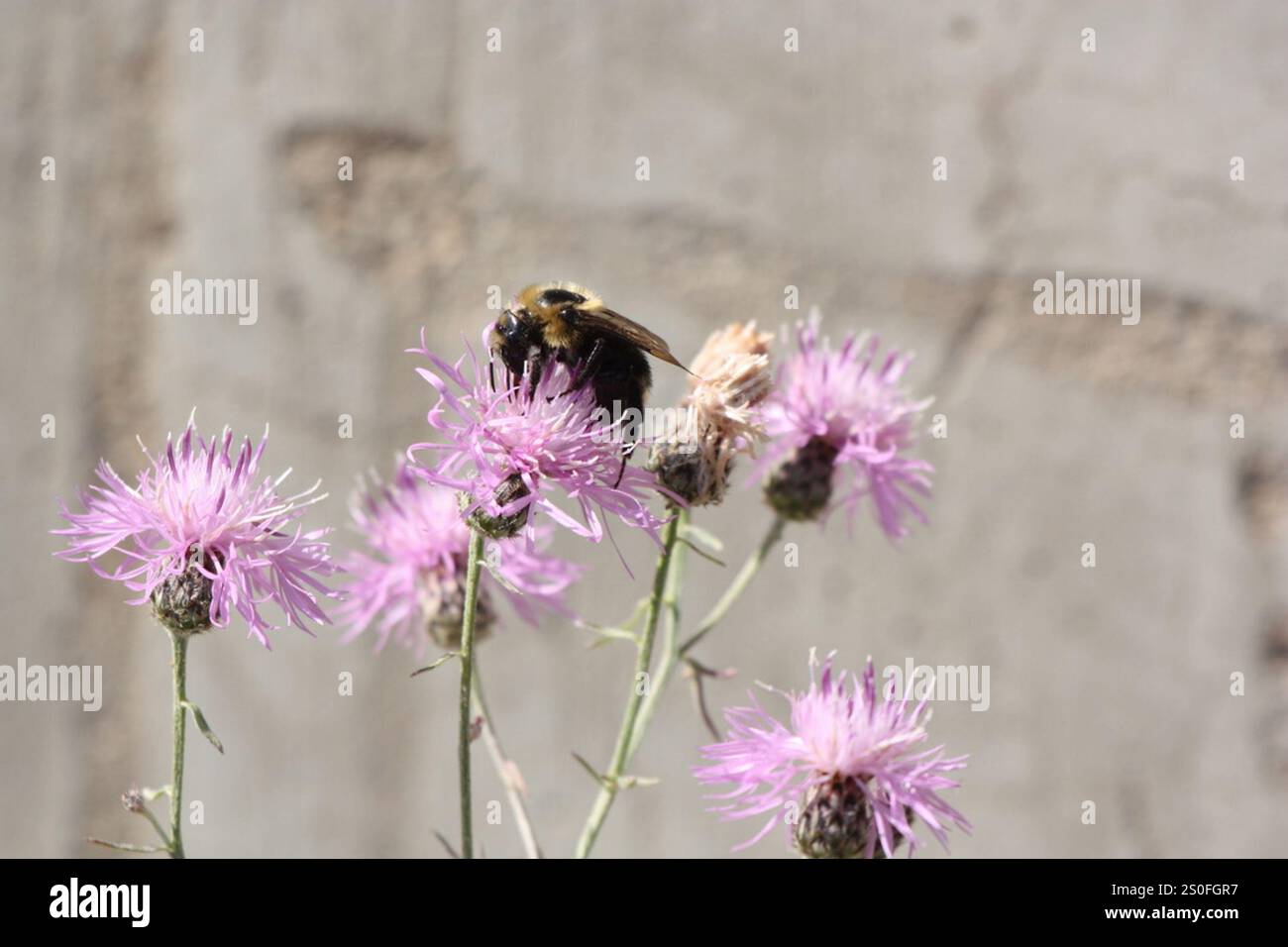 Indiscriminate Cuckoo Bumble Bee (Bombus insularis Stock Photo - Alamy