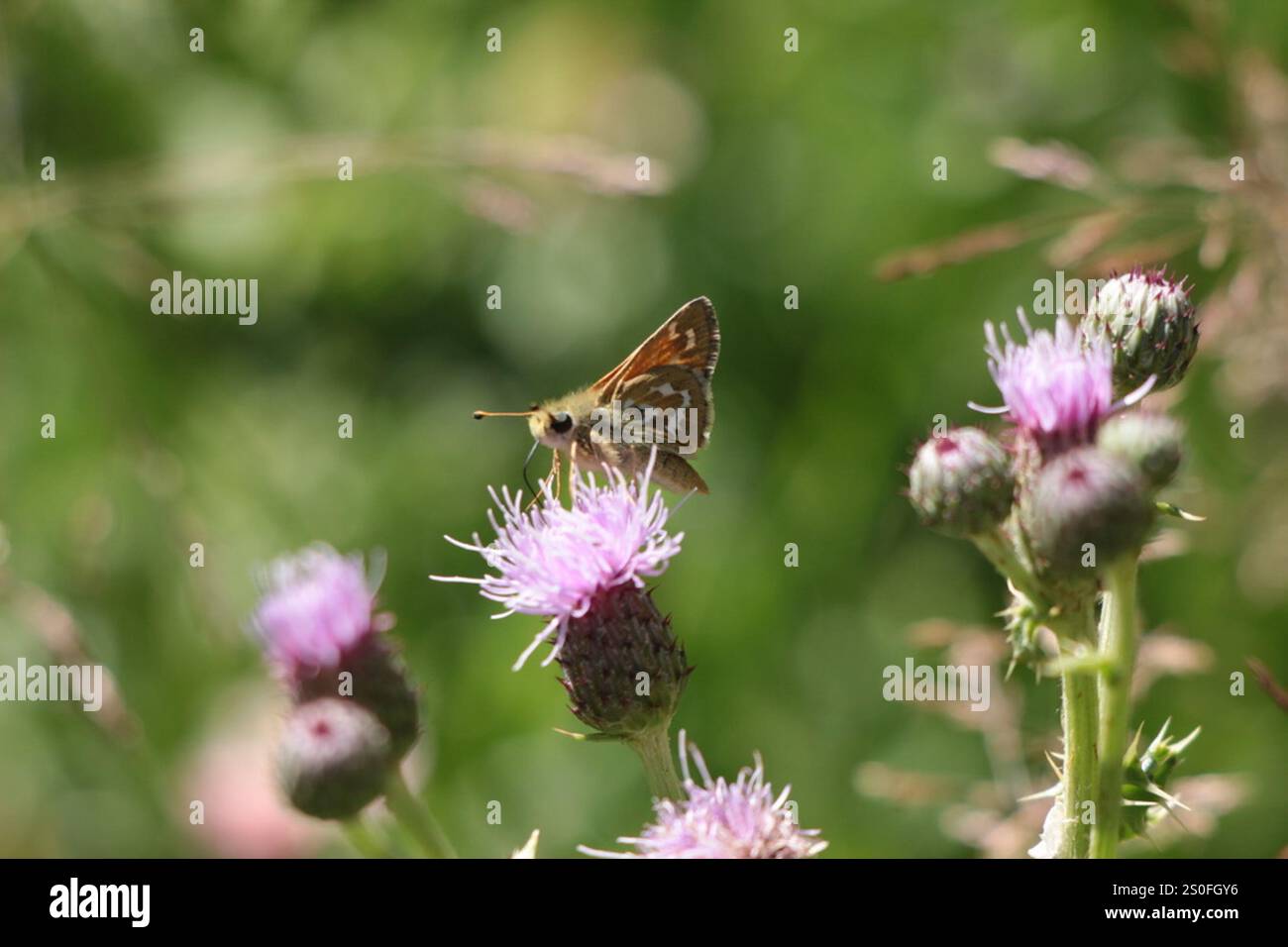 Common Branded Skipper (Hesperia comma Stock Photo - Alamy