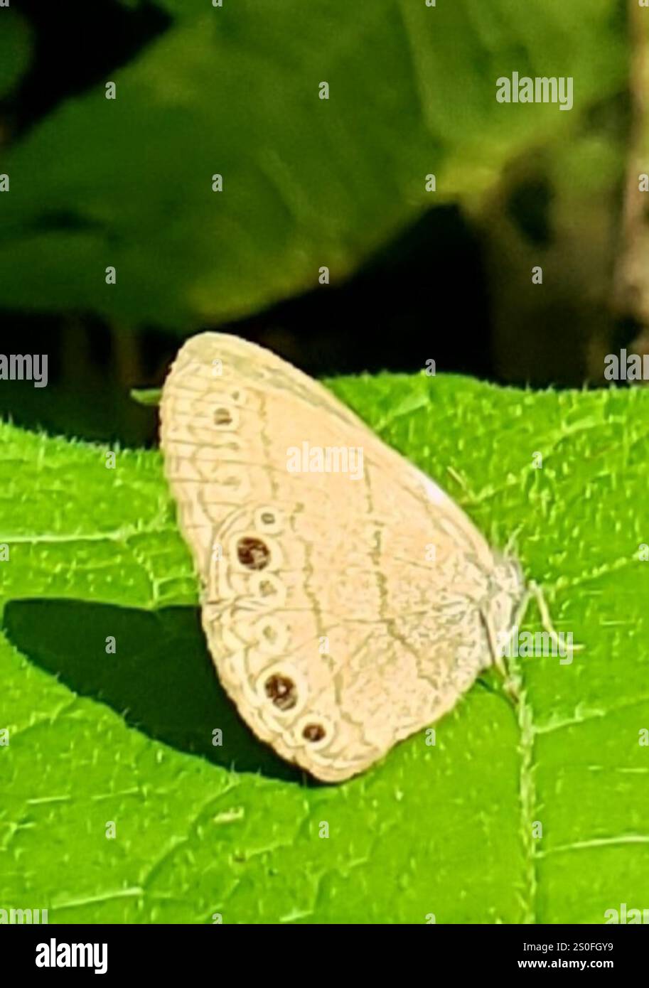 Carolina Satyr (Hermeuptychia sosybius Stock Photo - Alamy