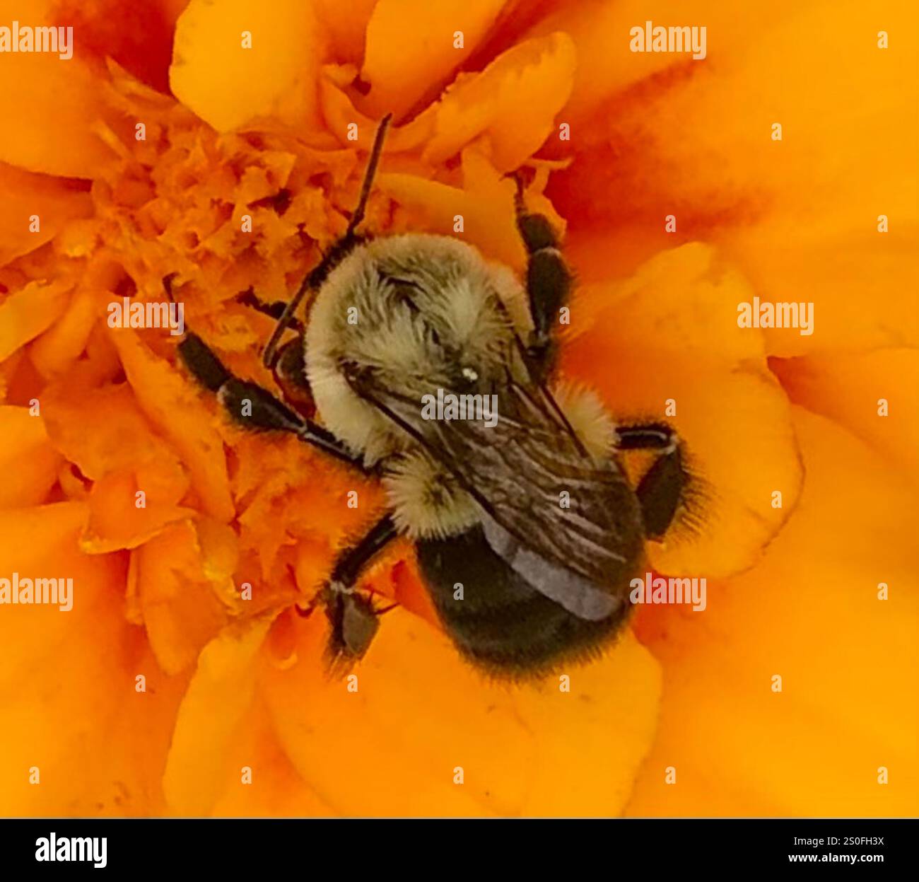 Common Eastern Bumble Bee (Bombus impatiens Stock Photo - Alamy