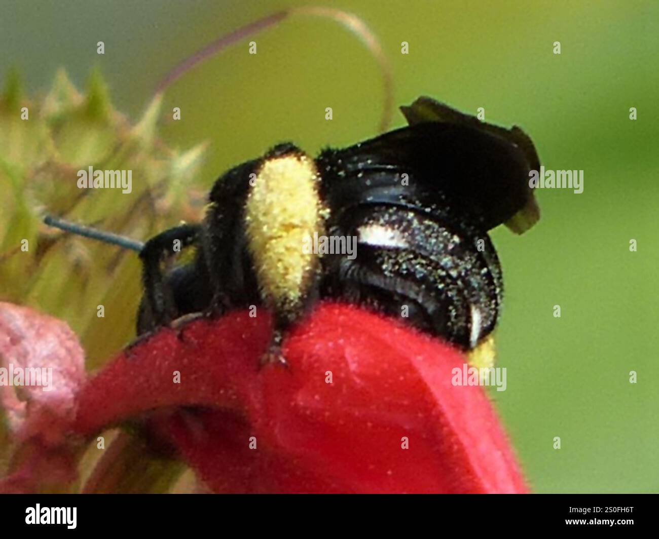 Two-spotted Longhorn Bee (Melissodes bimaculatus Stock Photo - Alamy