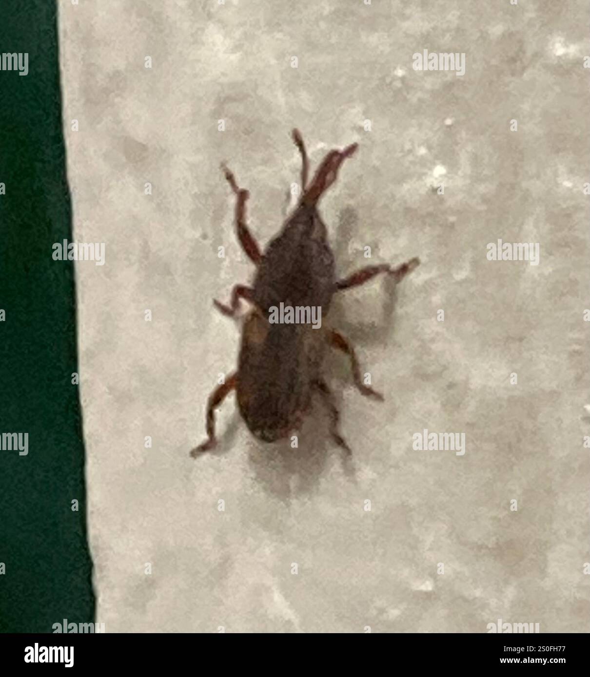 Grain Weevils (Sitophilus Stock Photo - Alamy