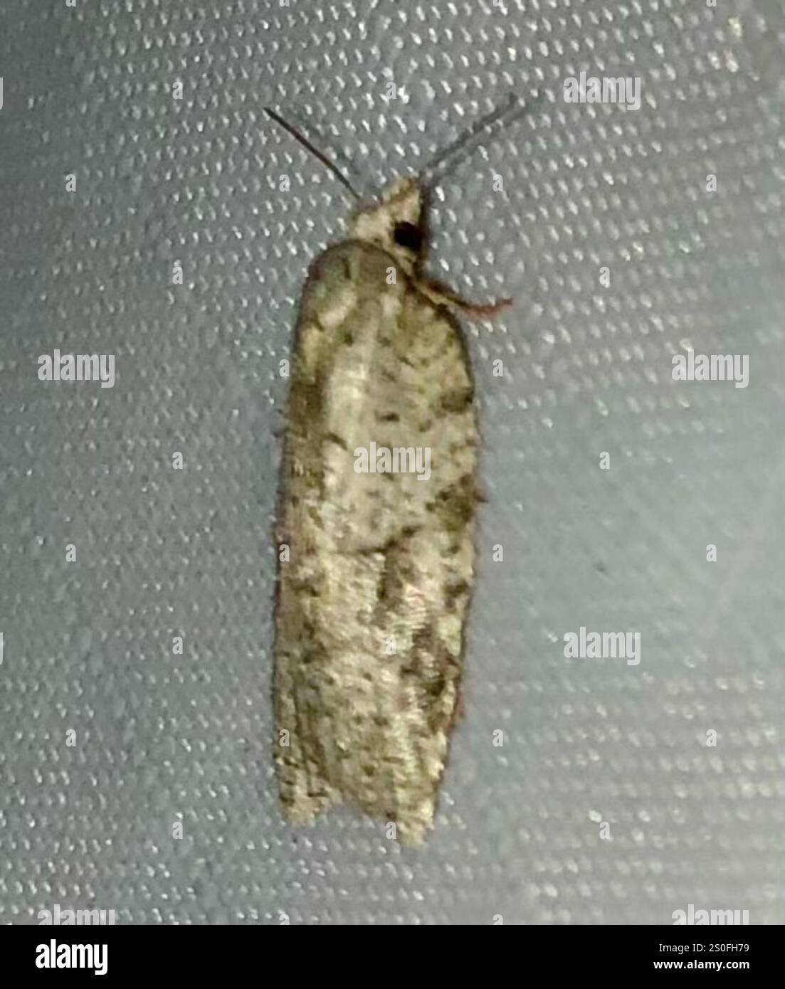 North American Black-headed Birch Leaffolder Moth (Acleris placidana ...
