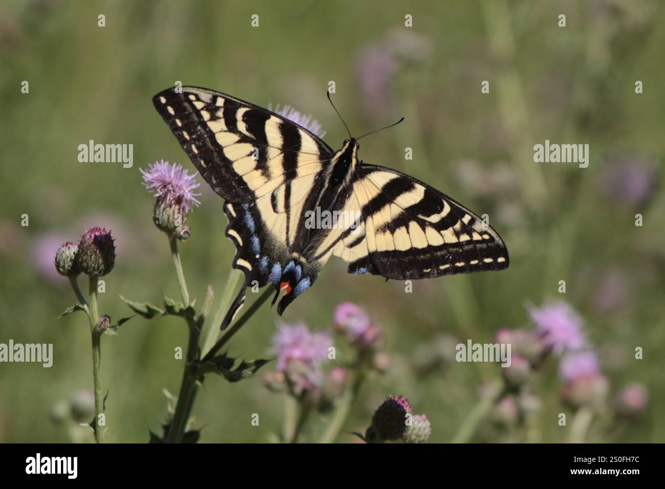 Western Tiger Swallowtail (Papilio rutulus Stock Photo - Alamy