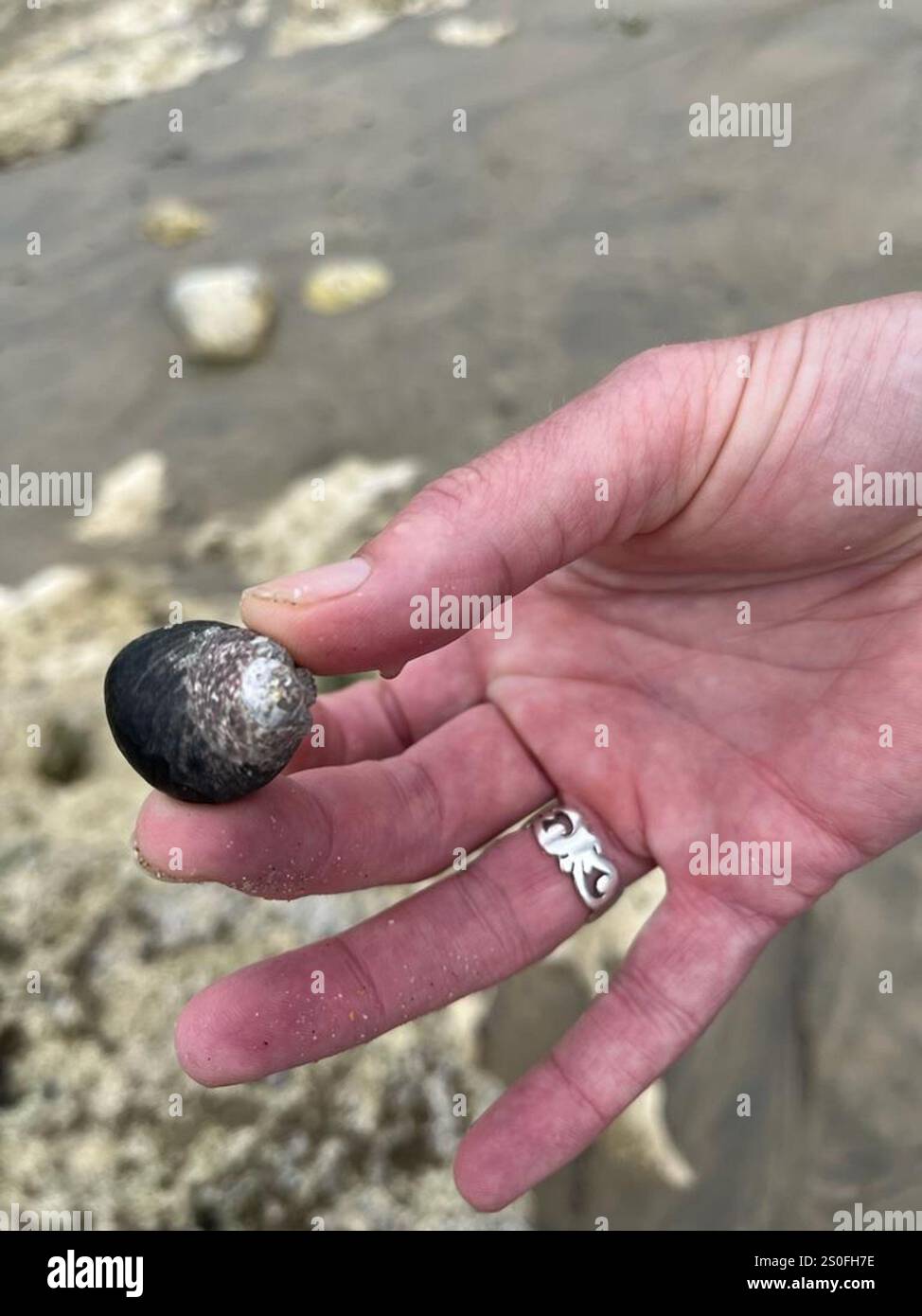 Lined Top Shell (Phorcus lineatus Stock Photo - Alamy