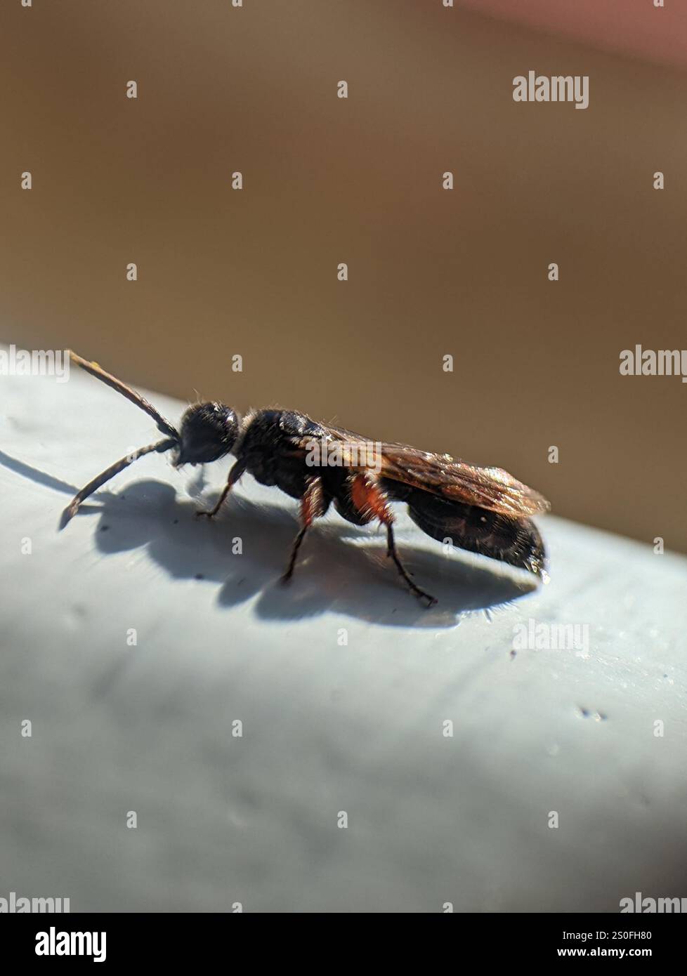 Large Tiphia (Tiphia femorata Stock Photo - Alamy