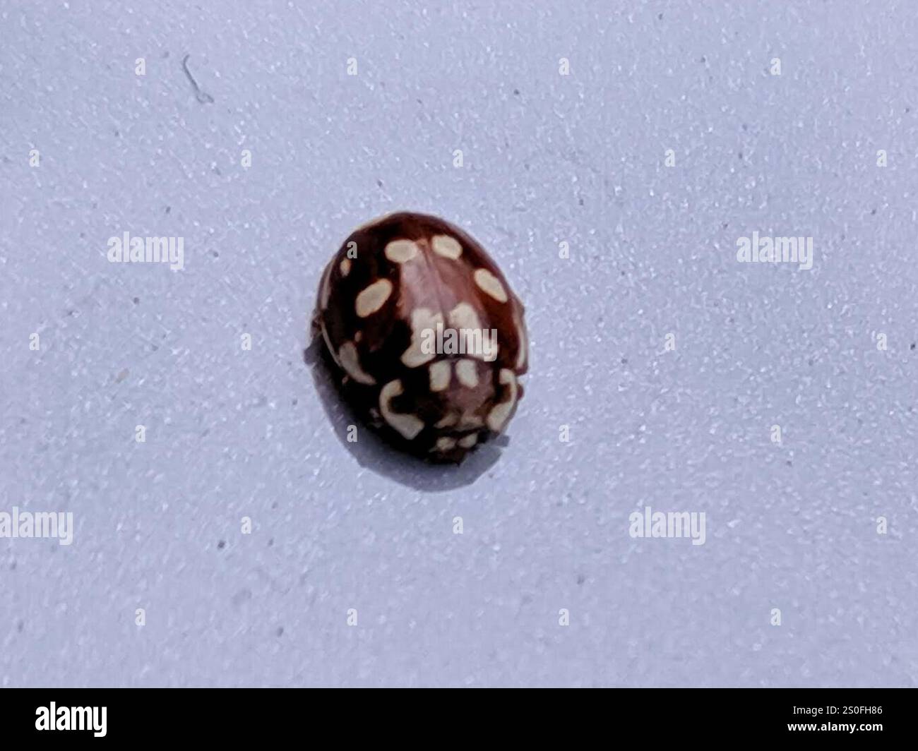 18 spot ladybird hi-res stock photography and images - Alamy