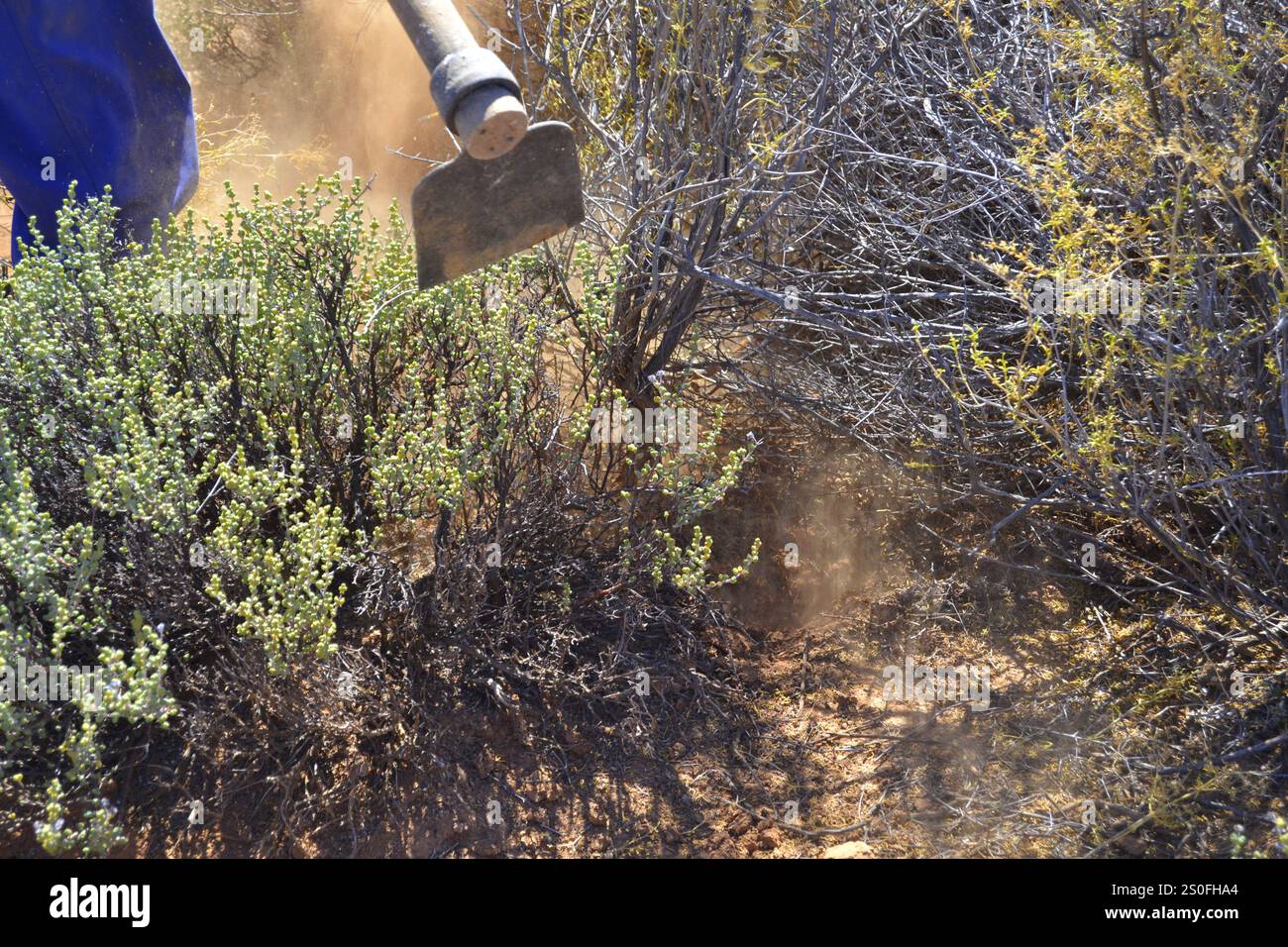 Weeding poisonous Yellow bush (Aizoaceae) from camps on the Knersvlakte ...
