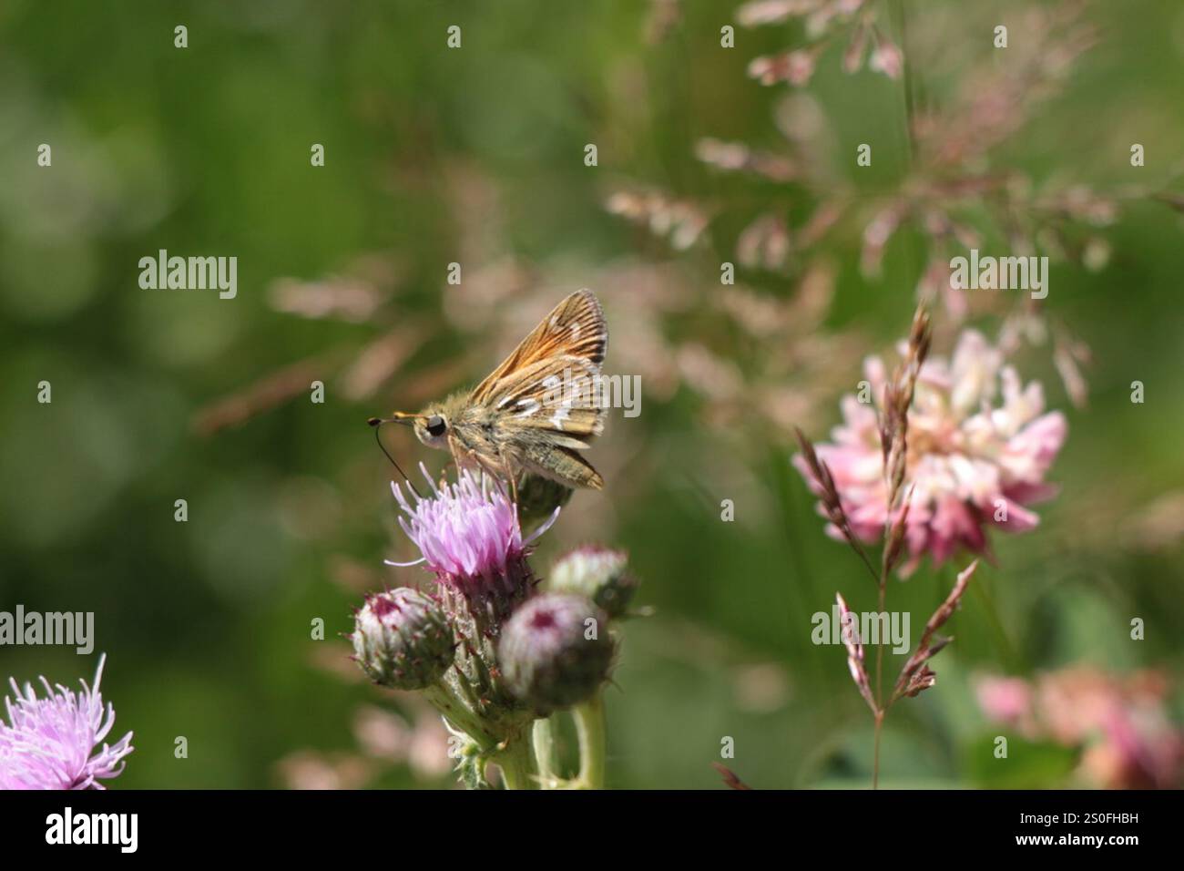 Common Branded Skipper (Hesperia comma Stock Photo - Alamy