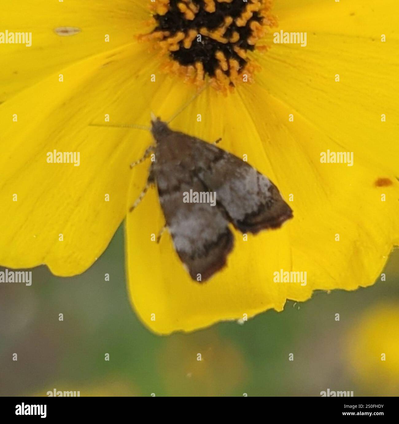 Apple Leaf Skeletonizer Moth (Choreutis pariana Stock Photo - Alamy