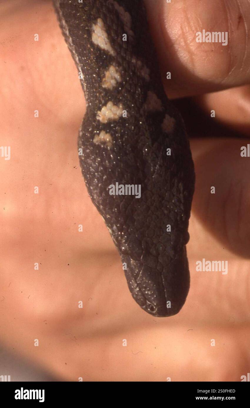 Round island boa hi-res stock photography and images - Alamy