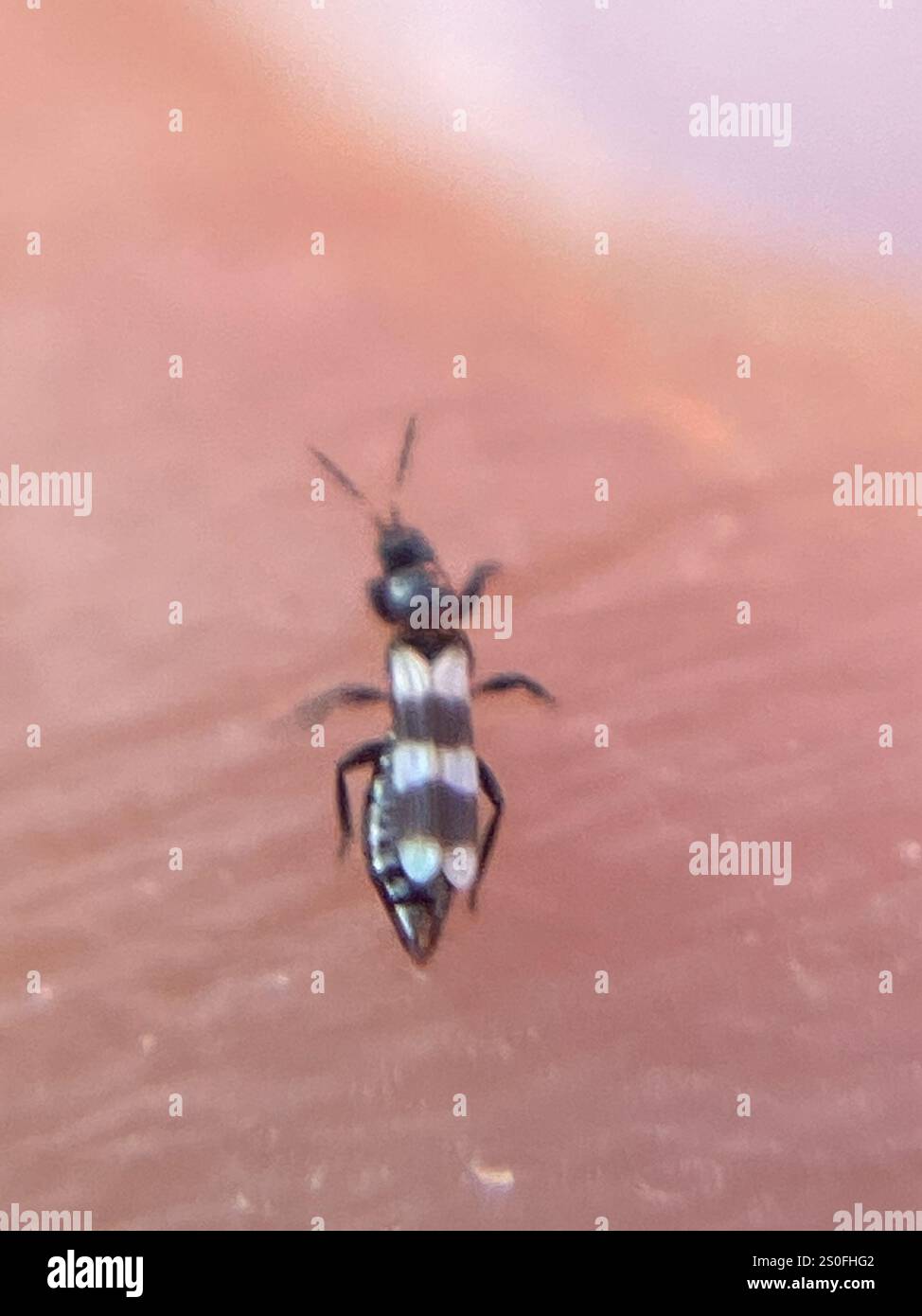 Banded Thrips (Aeolothrips fasciatus Stock Photo - Alamy