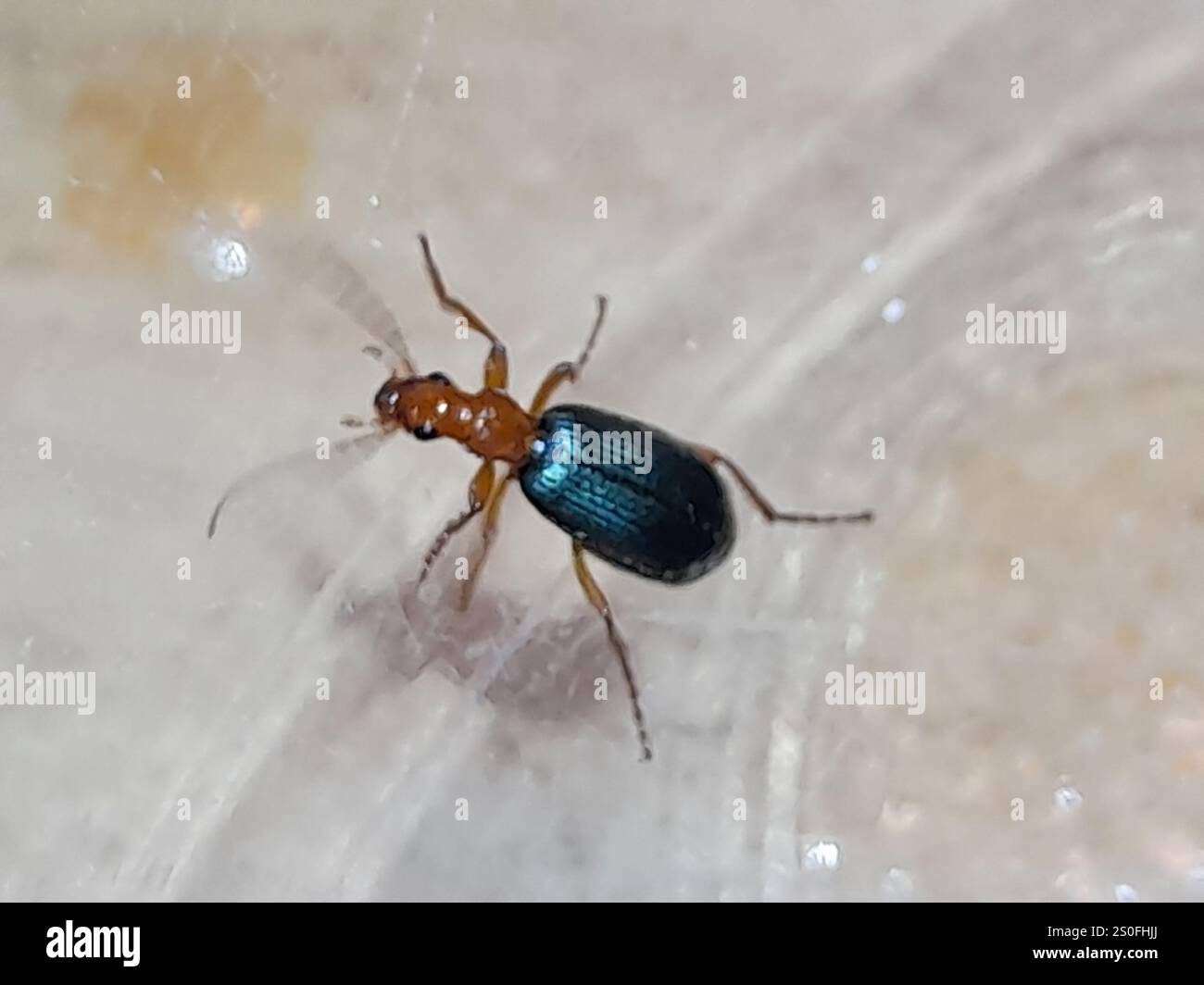 Bombardier Beetles (Brachinus Stock Photo - Alamy