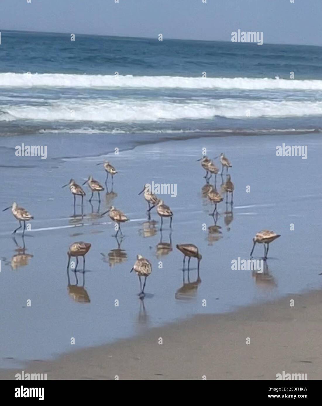 Marbled Godwit (Limosa fedoa Stock Photo - Alamy