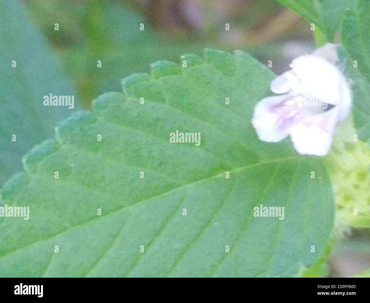 Common hemp-nettle (Galeopsis tetrahit Stock Photo - Alamy